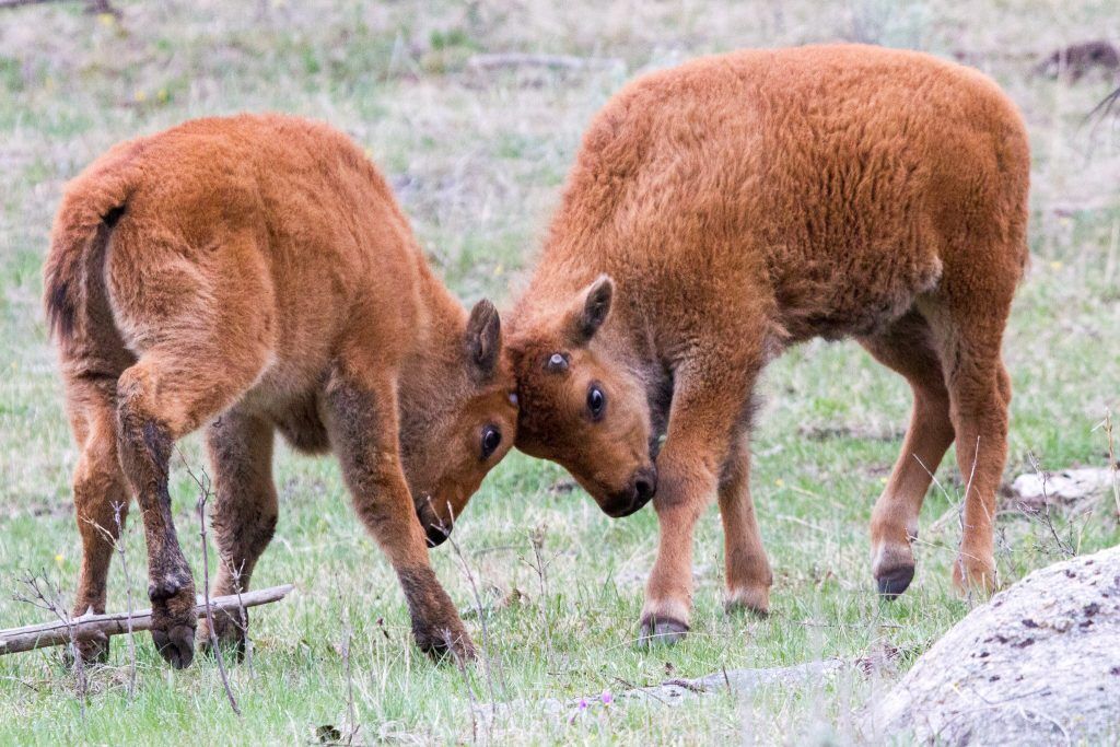 animals called calves